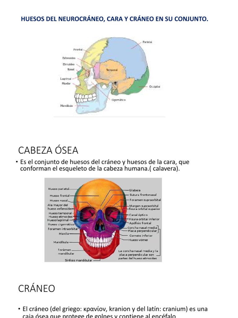 Huesos Del Neurocráneo, Cara | PDF