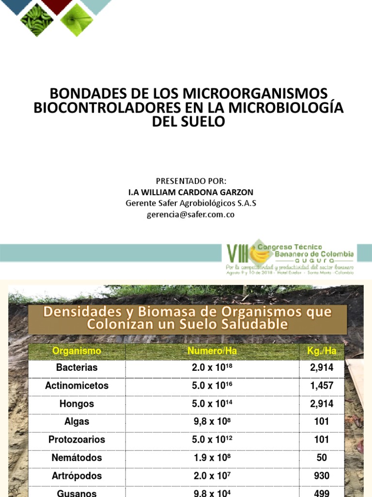 Bondades de Los Microorganismos Biocontroladores en La Microbiología Del Suelo William Cardona ...