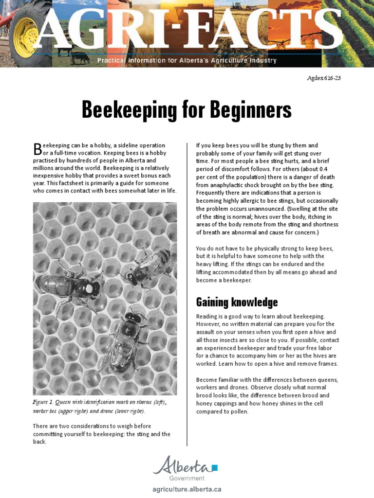 Beekeeping For Beginners: Gaining Knowledge | PDF | Beekeeping | Beehive