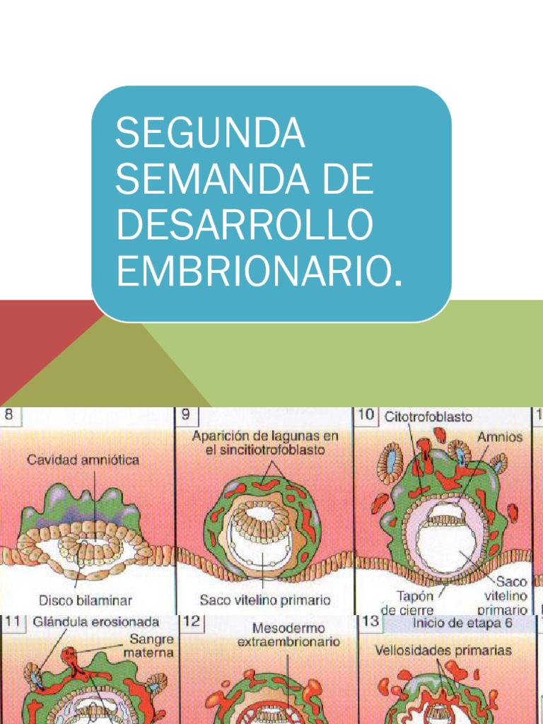 Segunda Semana de Desarrollo Embriolnal | PDF | El embarazo | Biología ...