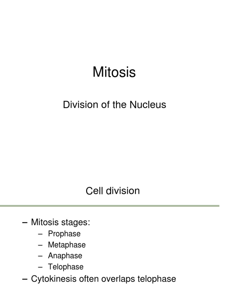 Mitosis | PDF | Mitosis | Histology