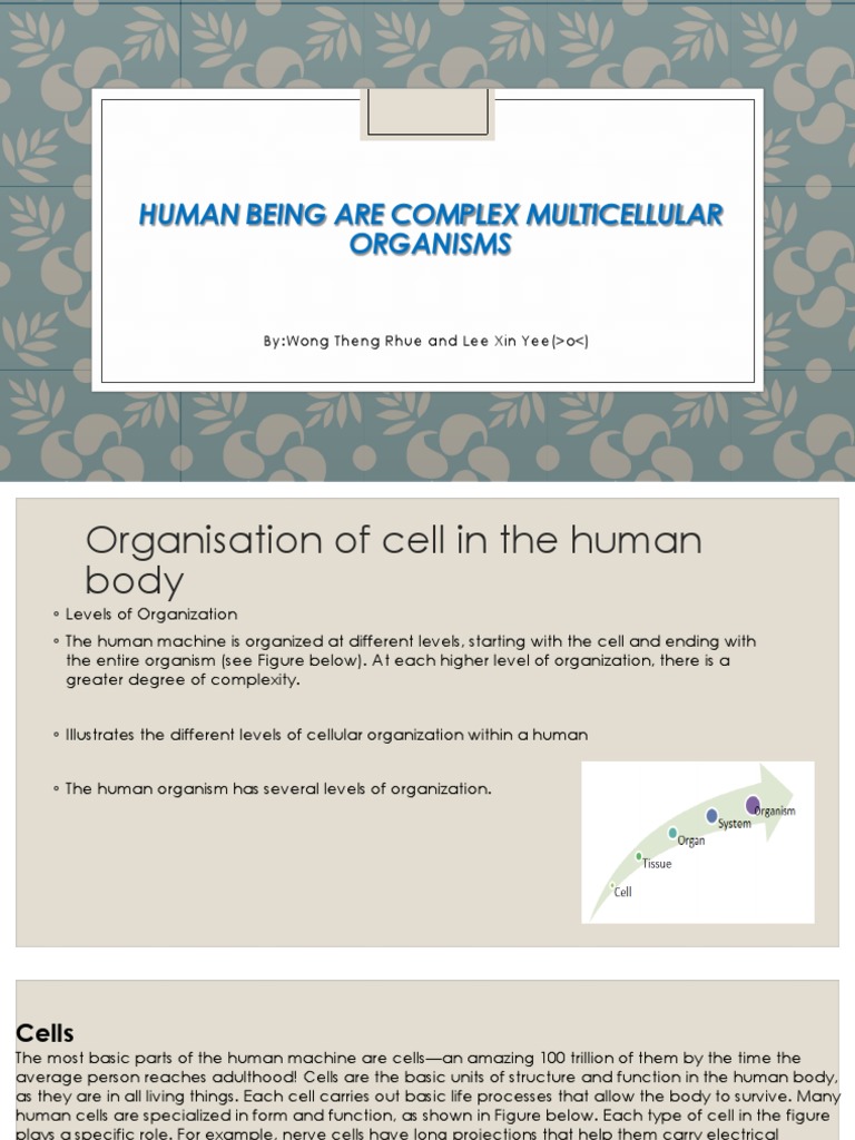 Human Being Are Complex Multicellular Organisms | PDF | Human Body ...