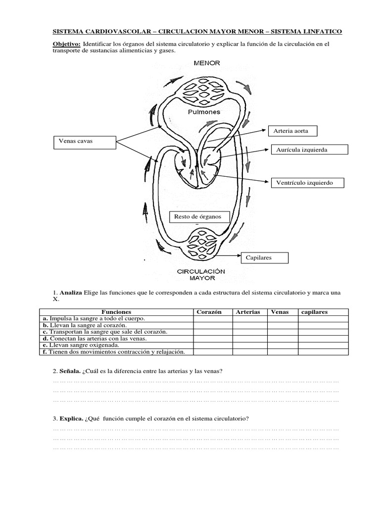 Sistema Circulatorio Tarea