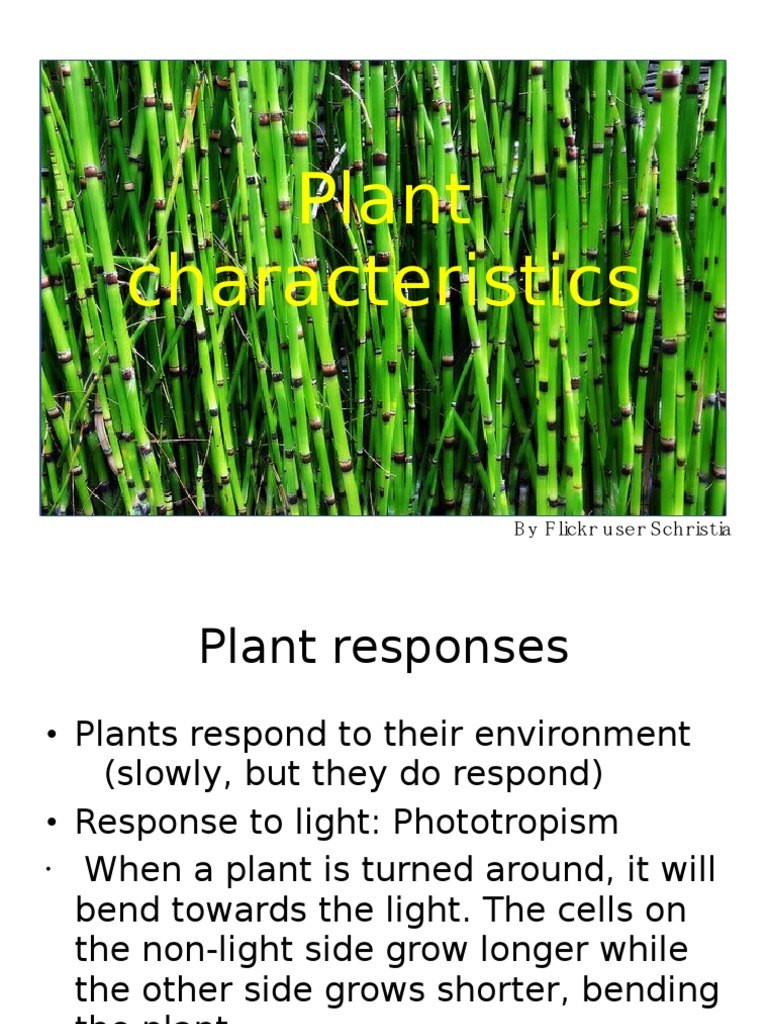 Plant Characteristics | PDF | Plants | Flowers