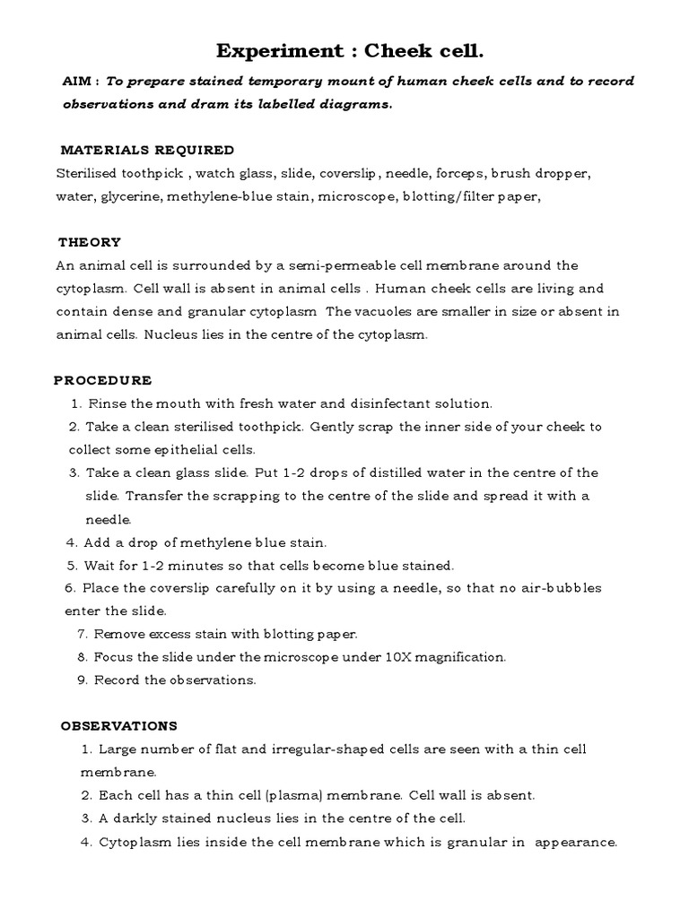 Cheek Cell Lab Worksheet Cytoplasm Location Of Org No Nucleus