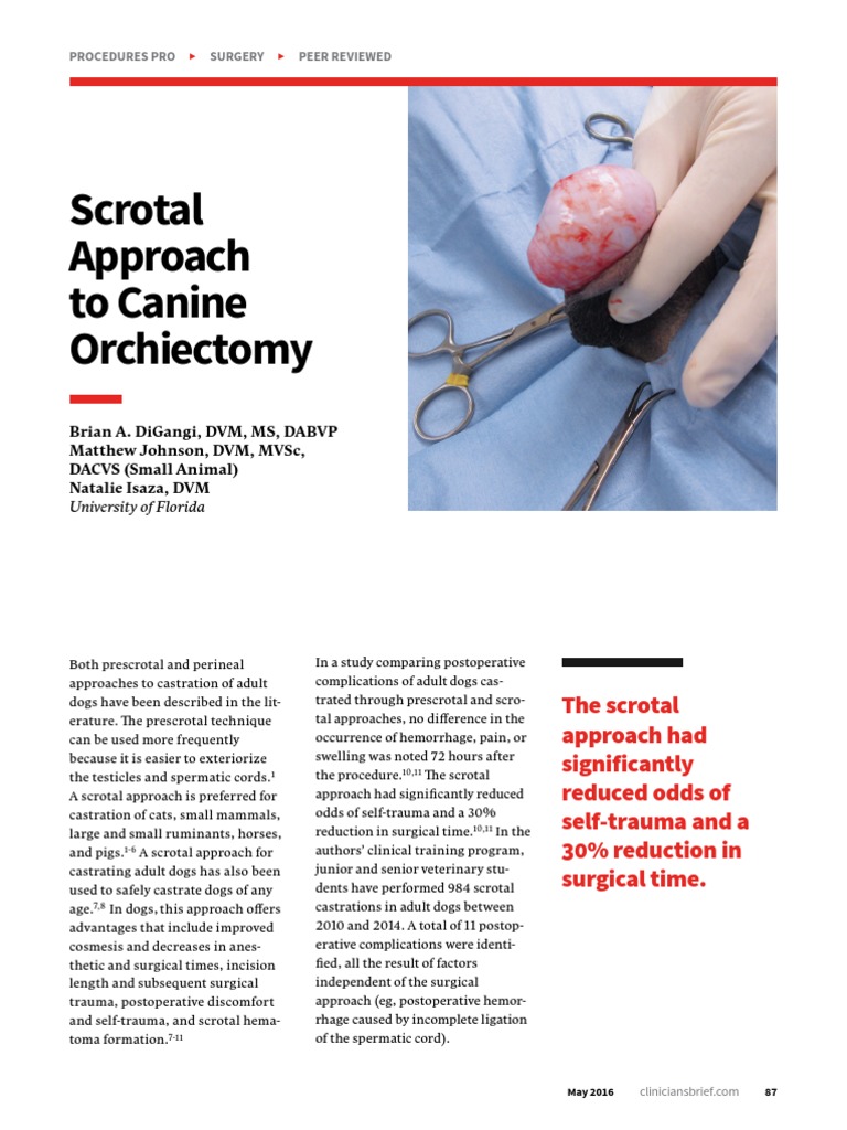 Asna Scrotal Approach To Canine Orchiectomy | PDF | Surgery | Surgical ...