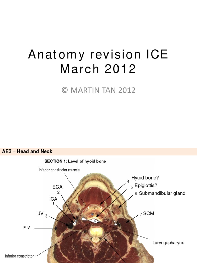 Anatomy Revision | PDF | Human Anatomy | Anatomy