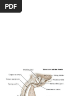 Gibson Incision | PDF