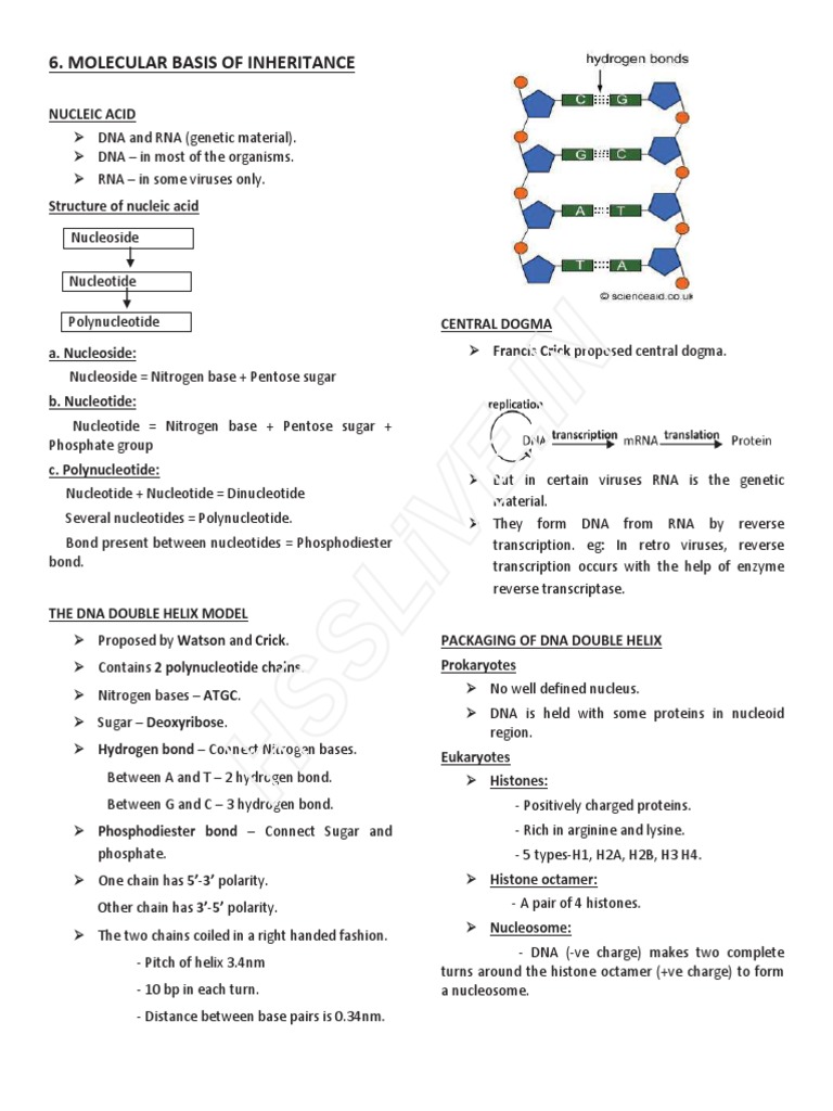 XII CH 6 MOLECULAR BASIS OF INHERITANCE | PDF | Translation (Biology ...