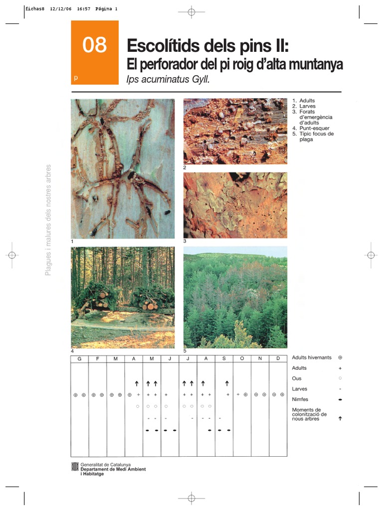 Escolítids Dels Pins II:: El Perforador Del Pi Roig D, Alta Muntanya | PDF