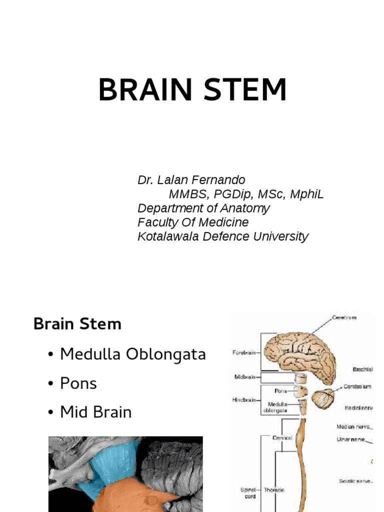 Brain Stem | PDF | Brainstem | Cerebellum