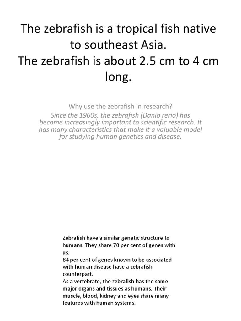 The Zebrafish Is A Tropical Fish Native To Southeast Asia. The ...