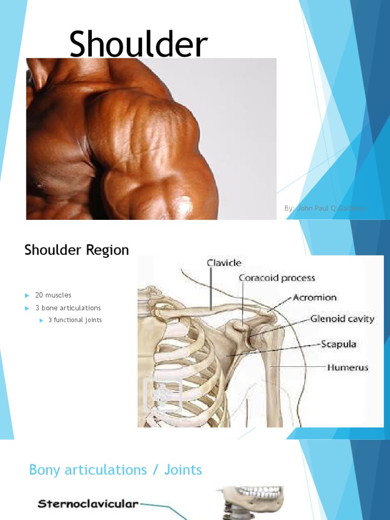 Shoulder | PDF | Shoulder | Arm