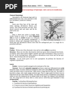 Nephrolepis Morphology and Life Cycle | PDF | Leaf | Tissue (Biology)