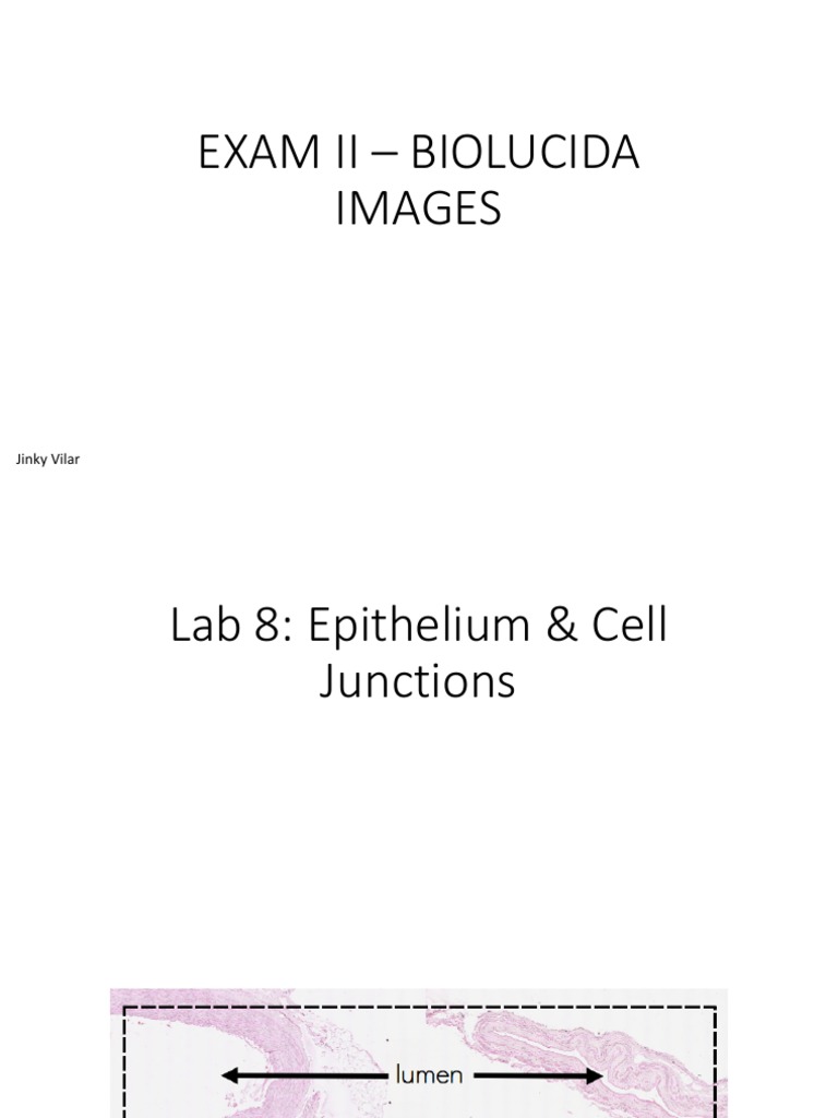 Exam II - Biolucida Images | PDF | Epithelium | Osteoblast