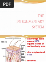 Worksheet The Integumentary System | PDF