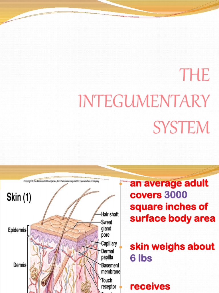 10 Integumentary System | PDF | Skin | Integumentary System