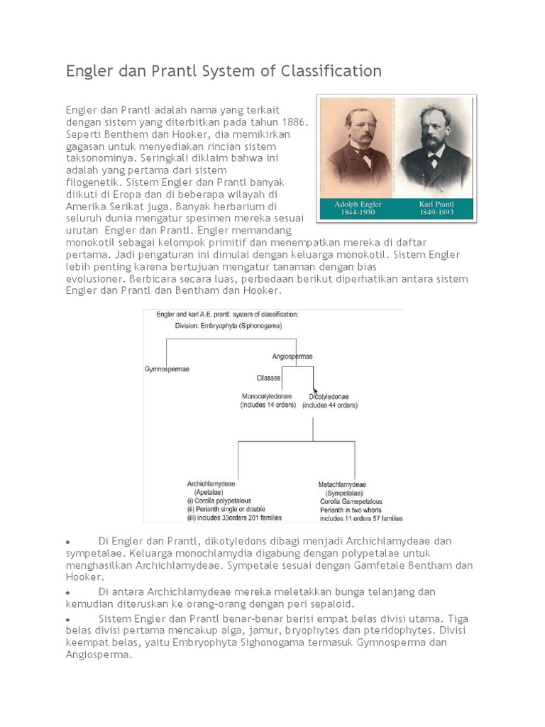 Engler Dan Prantl System of Classification | PDF