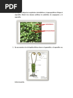 Fitomejoramiento - Endogamia y Heterosis | PDF | Endogamia | Dominancia (Genética)