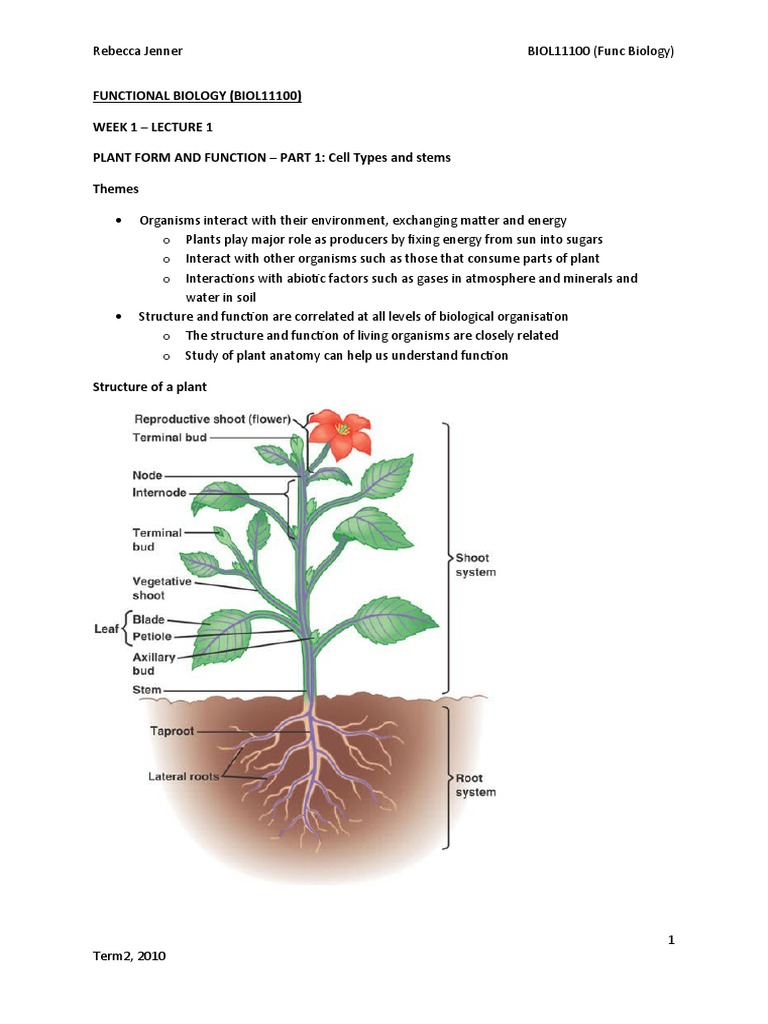 Functional Biology NOTES | PDF | Leaf | Organisms