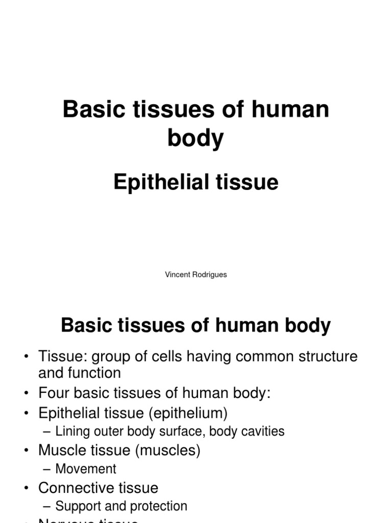 Basic Tissues of Human Body: Epithelial Tissue | PDF | Glands | Epithelium