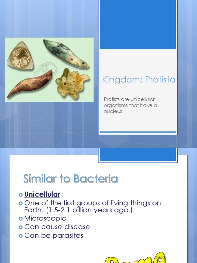 Kingdom Protista | Download Free PDF | Protozoa | Algae