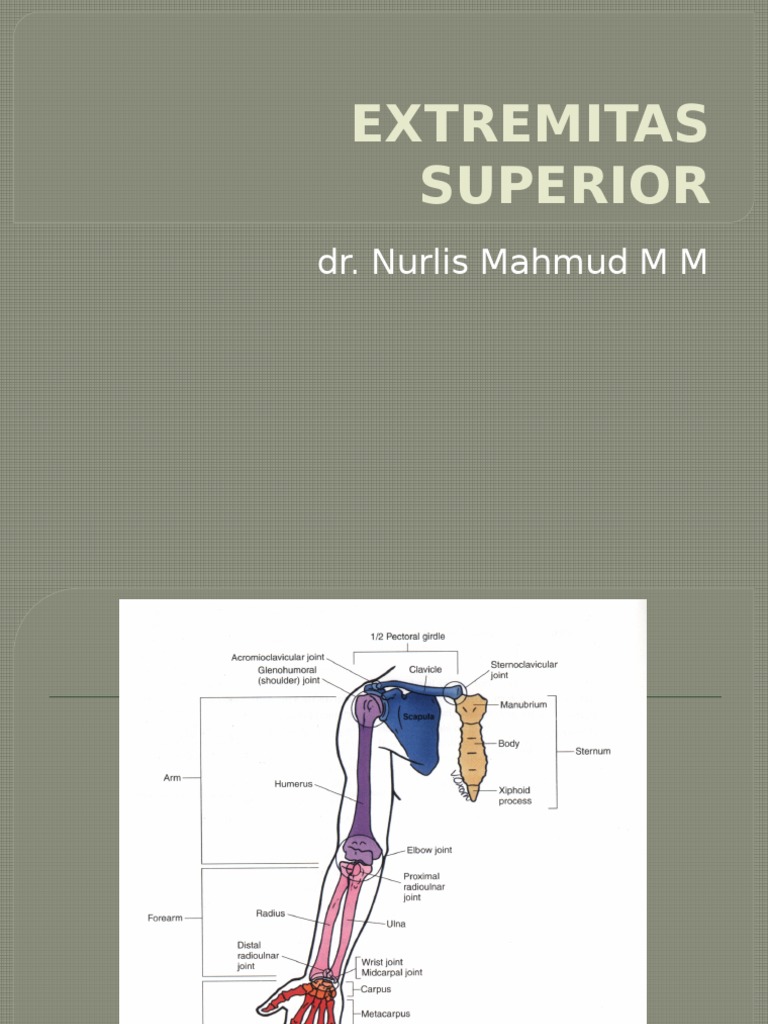 Extremitas Superior | PDF
