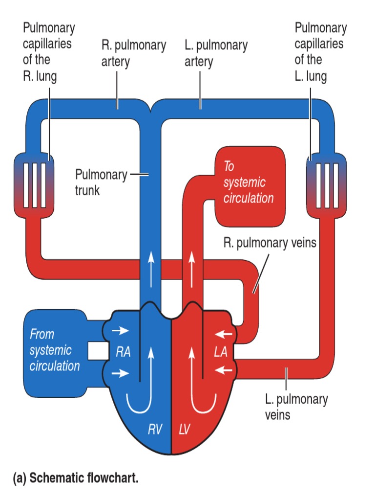 Circulatory System - Arterial & Venous Trees | PDF | Aorta | Common ...