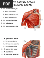 Prime Mover Muscles Guide | PDF | Soft Tissue | Joints