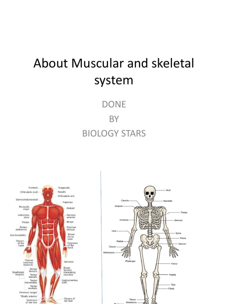 Muscular and Skeletal System | PDF