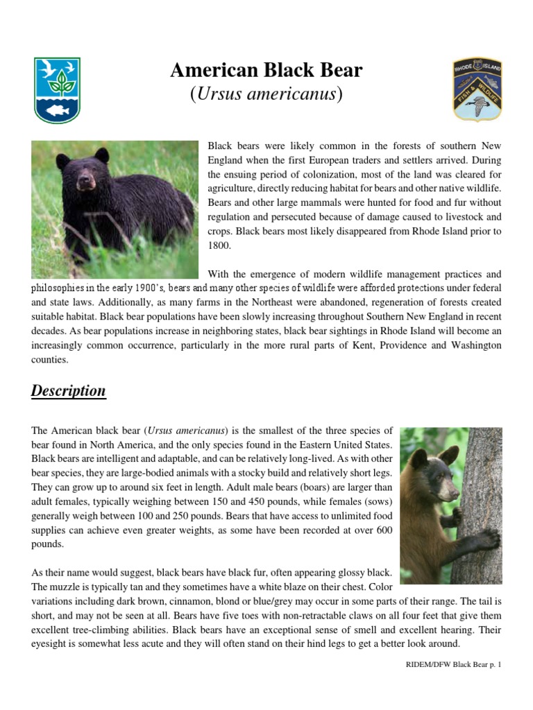 Black Bear Fact Sheet (RI DEM) | PDF | Bears | Organisms