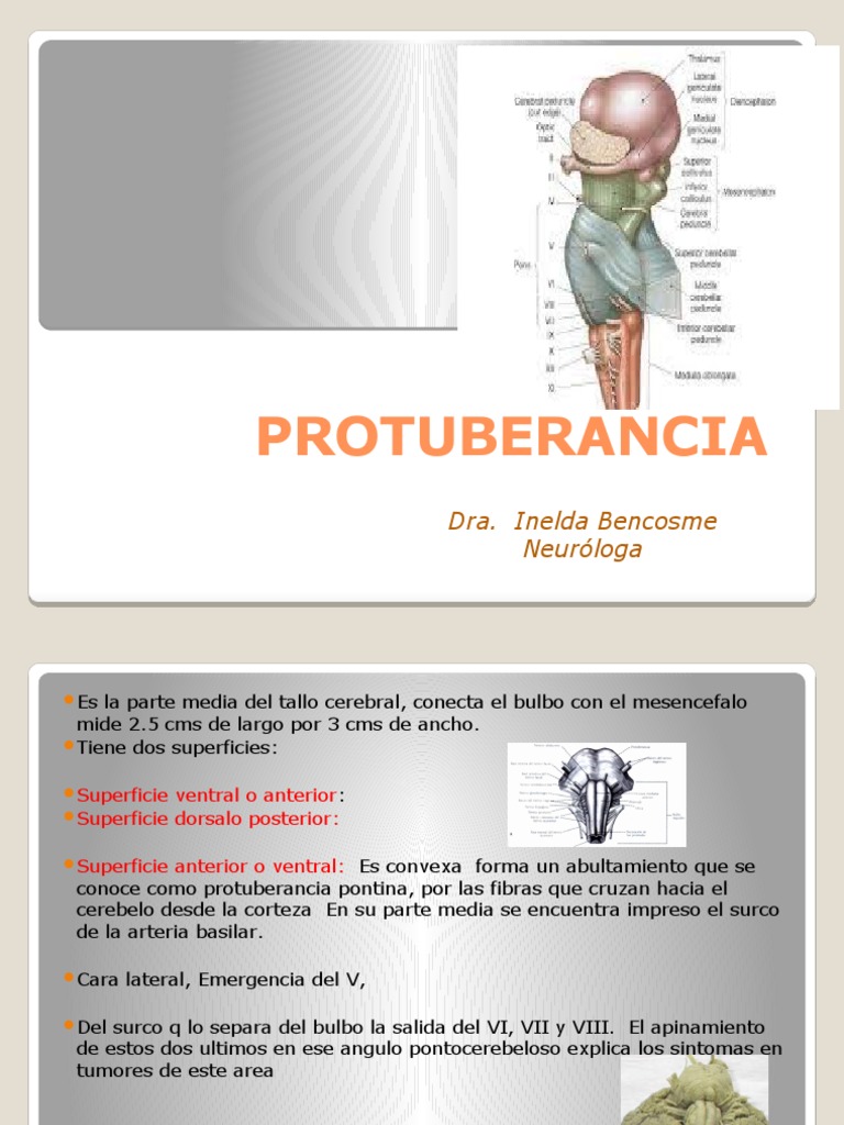 Puente DE VAROLIO NEUROANATOMIA Teoria | Cerebelo | Cara