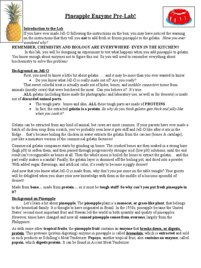 Pineapple Enzyme Lab - 1b | PDF | Pineapple | Enzyme