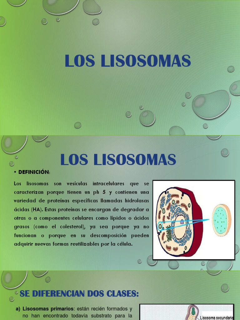 LISOSOMAS | PDF | Lisosoma | Biología Celular