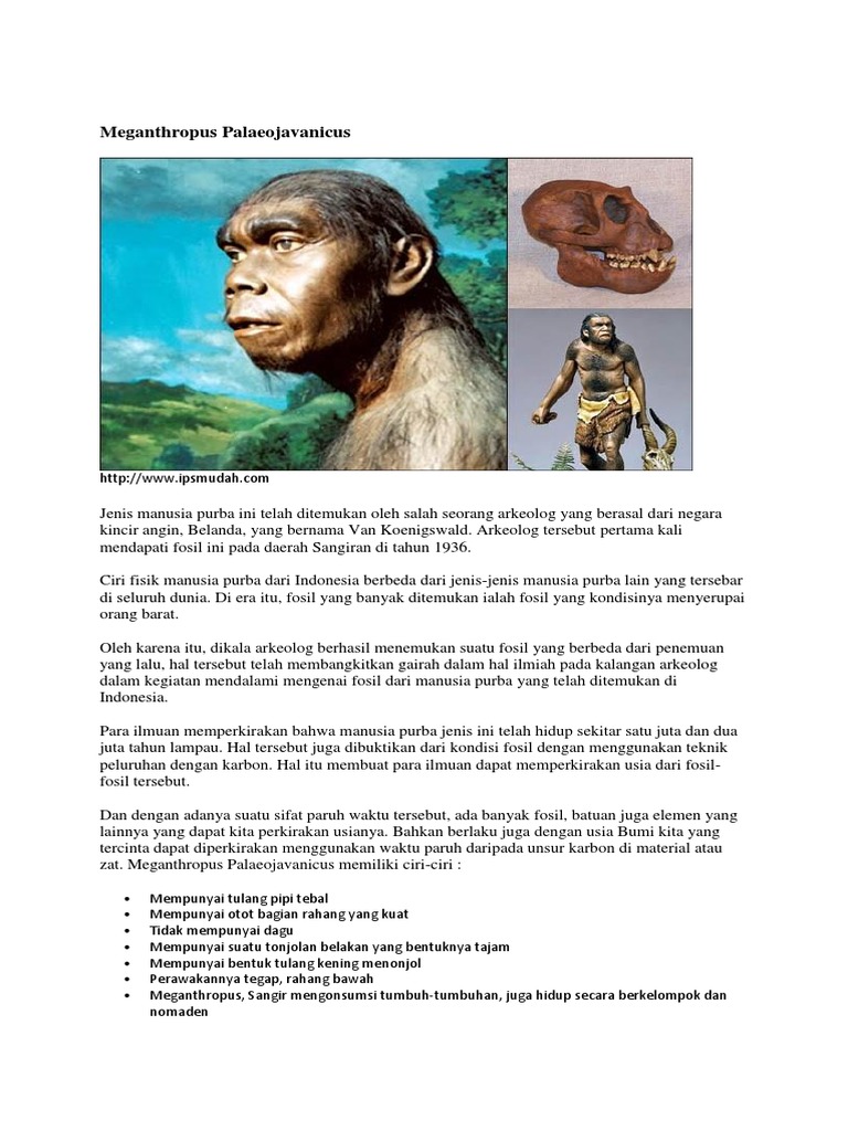 Meganthropus Palaeojavanicus | PDF