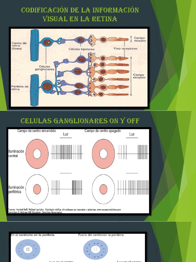 Codificación de La Información Visual en La Retina | PDF