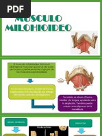 Mùsculo Milohioideo y Genihioideo | PDF | Órgano (anatomía) | Anatomia ...