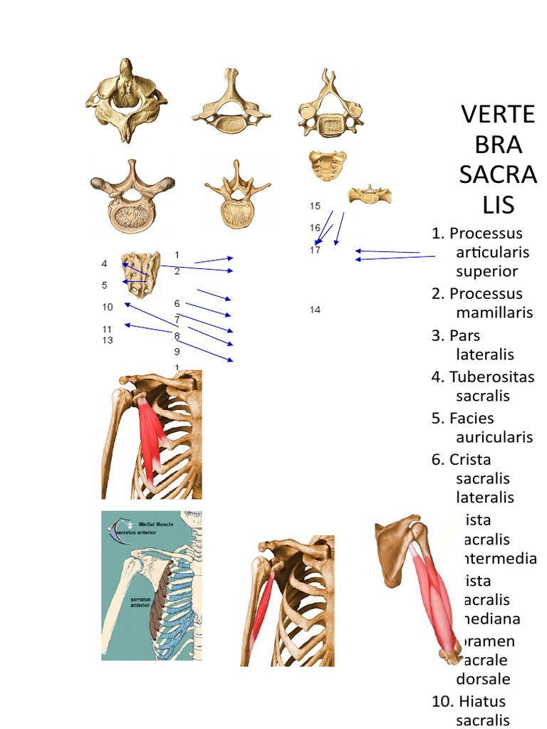 Verte BRA Sacra LIS | PDF | Musculoskeletal System | Skeletal System