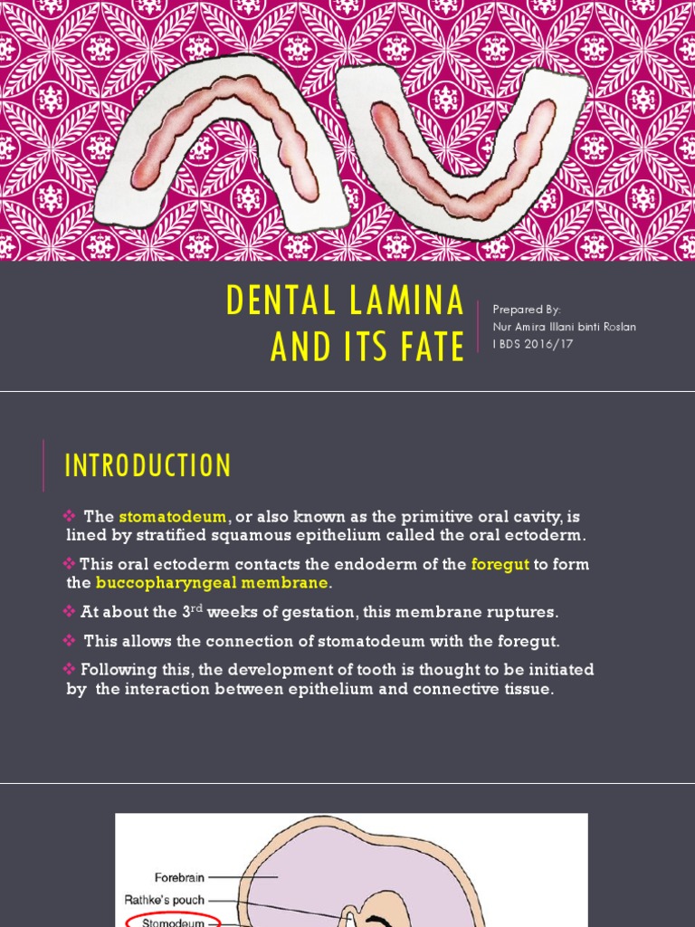 Dental Lamina Development | PDF | Epithelium | Tongue