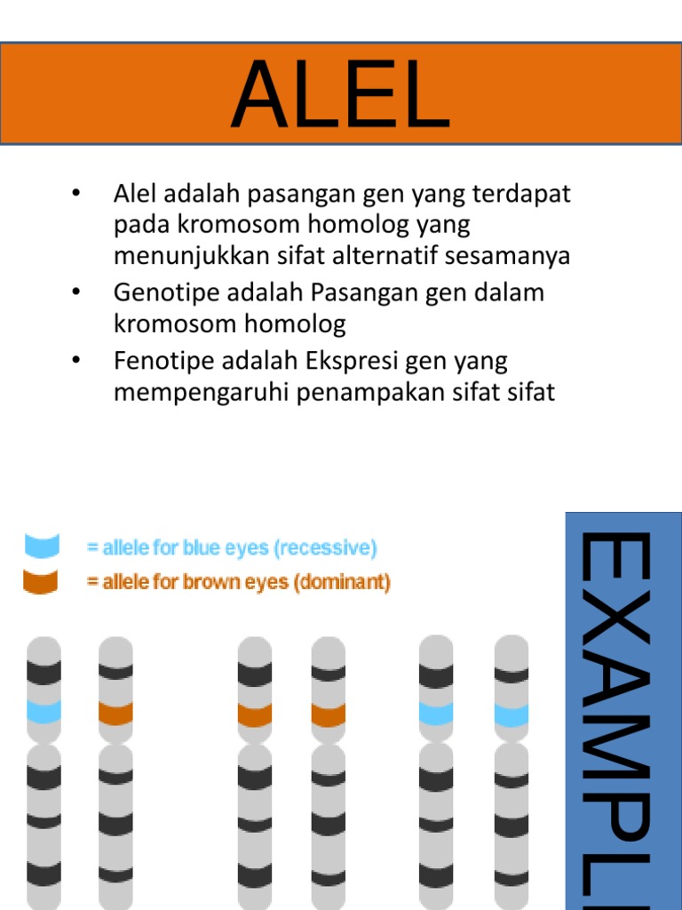 Definisi dan Contoh Alel dalam Biologi | PDF