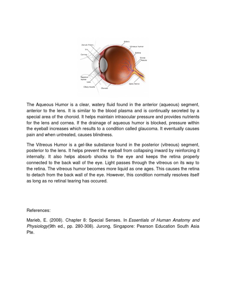 Aqueous Humor and Vitreous Humor | PDF | Human Eye | Vision