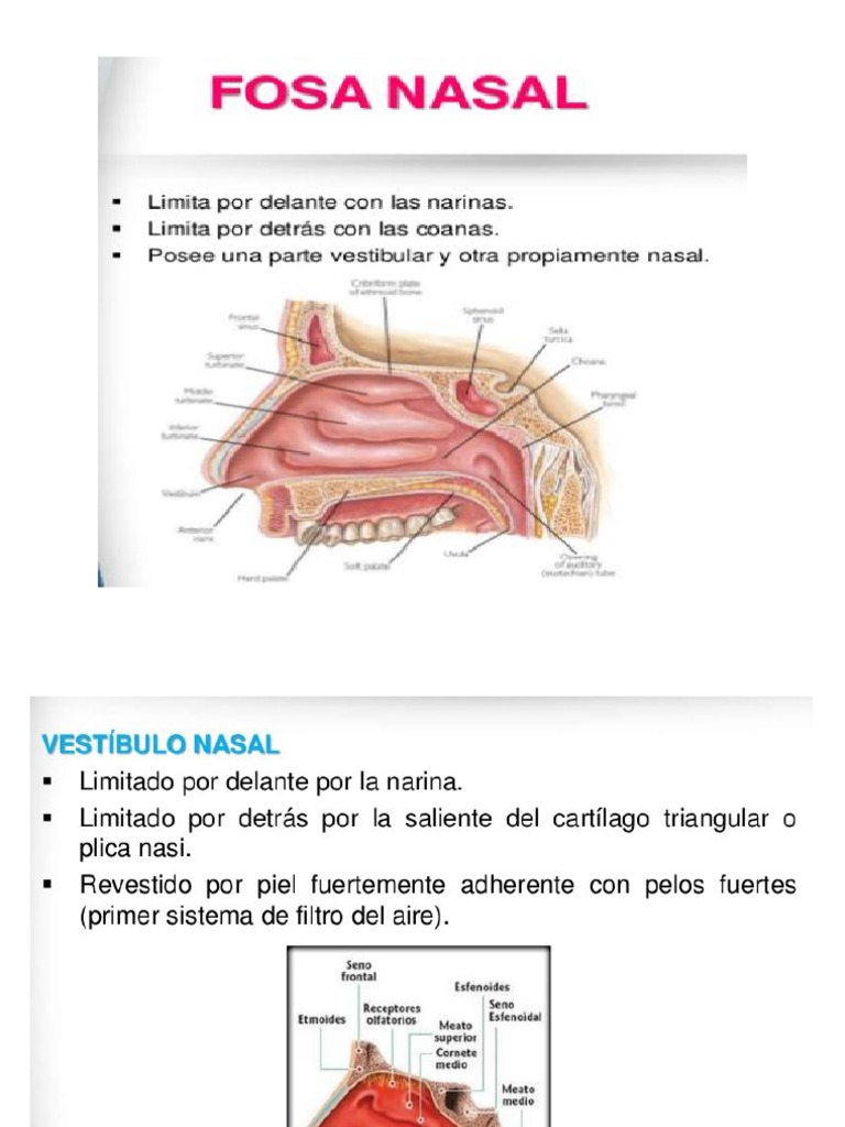 Fosas Nasales | PDF | Sistema esquelético | Sistema musculoesquelético