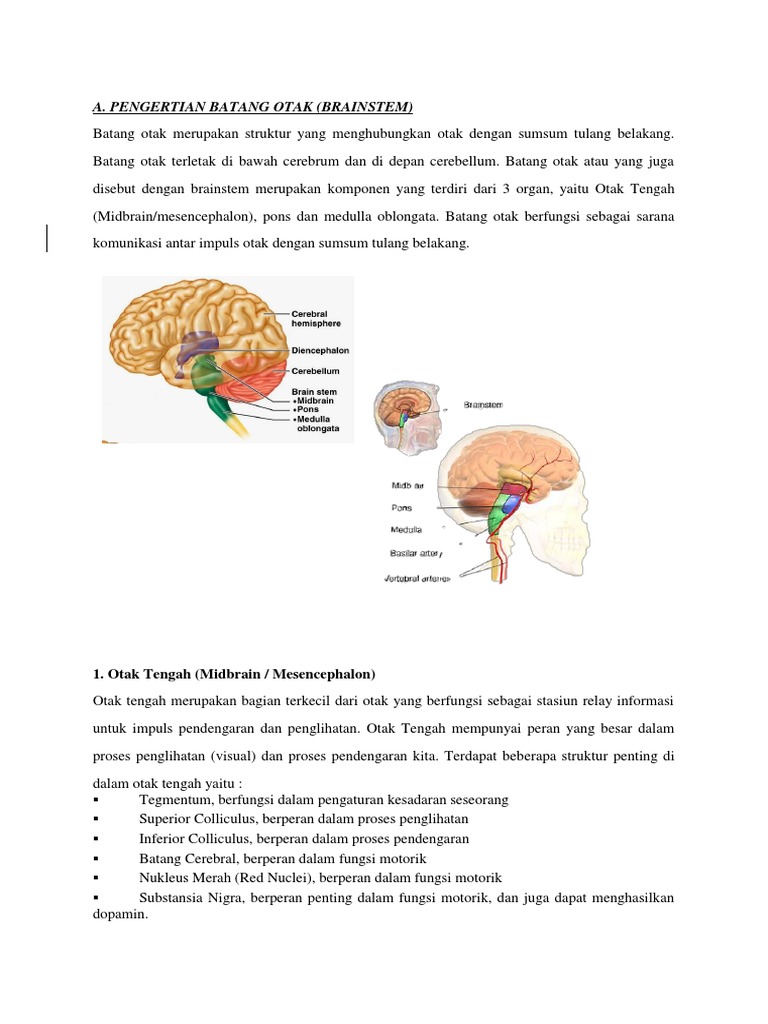 Batang Otak | PDF