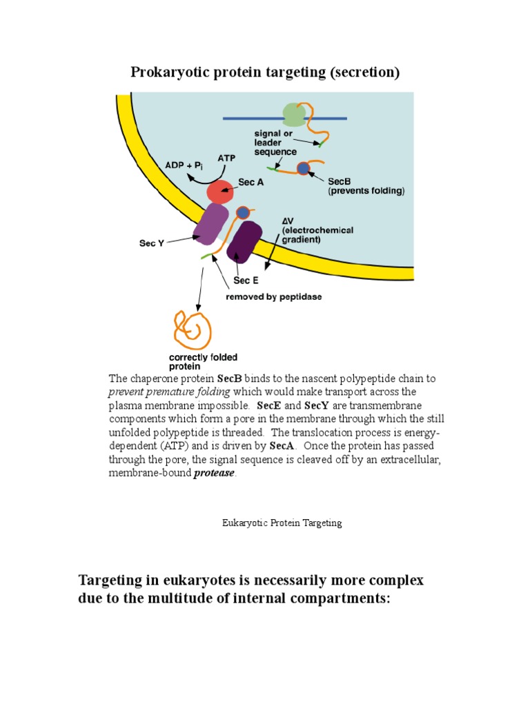 Protein Sorting | PDF | Protein Targeting | Endoplasmic Reticulum
