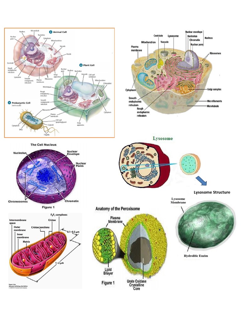 Biologi Sel | PDF