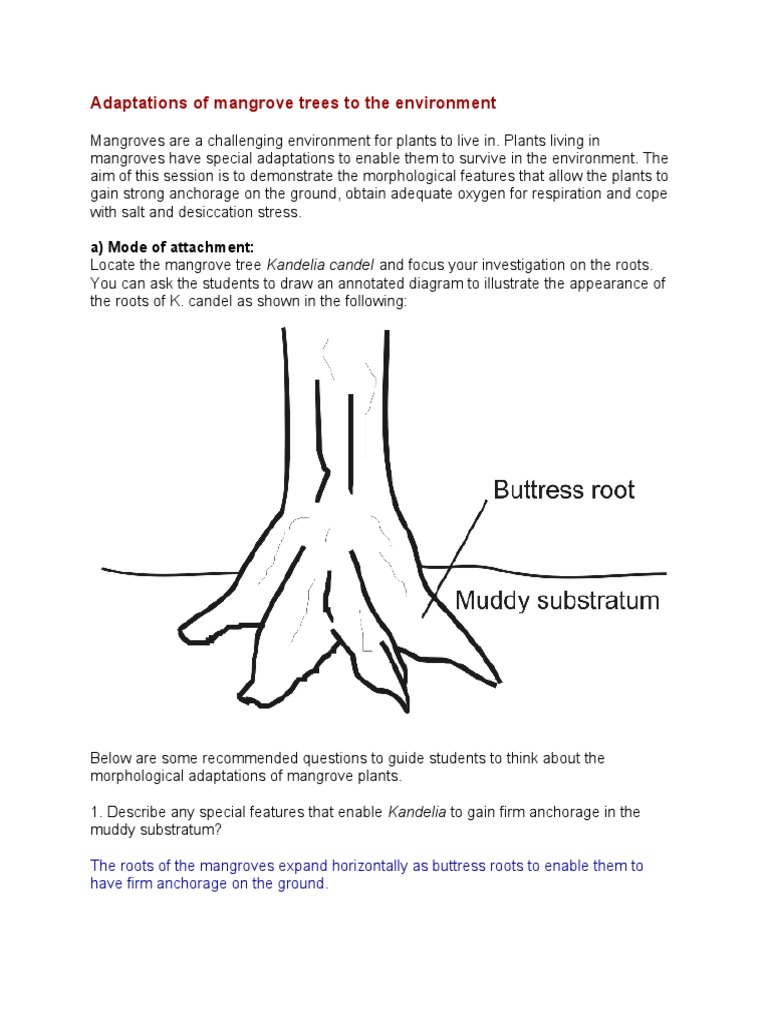 Adaptations of Mangrove Trees To The Environment | PDF | Mangrove | Leaf