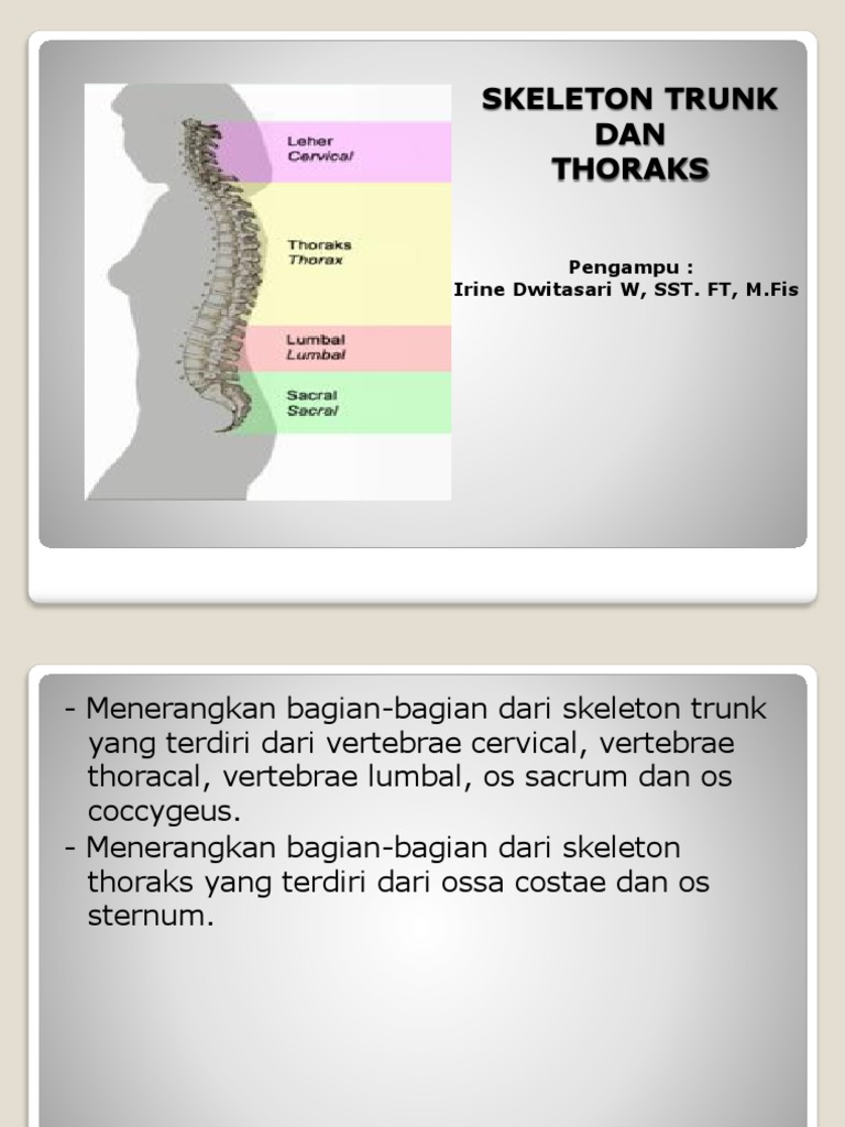Anatomi Skeleton Trunk dan Thoraks | PDF | Ilmu Sosial