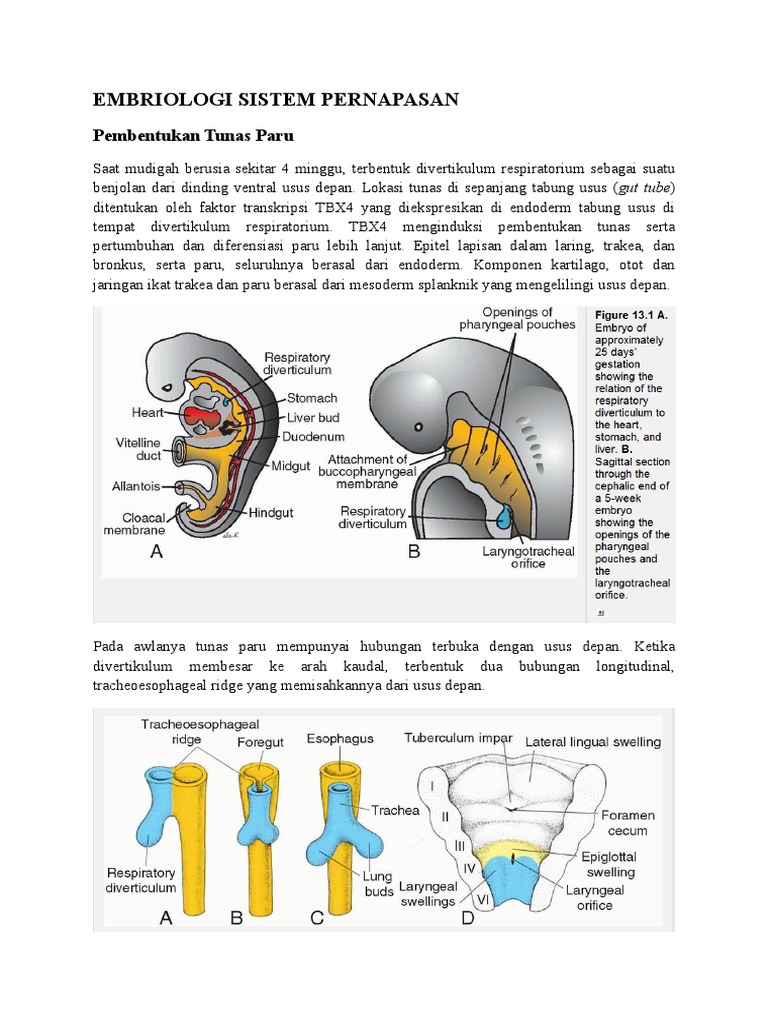 Embriologi Sistem Pernapasan | PDF