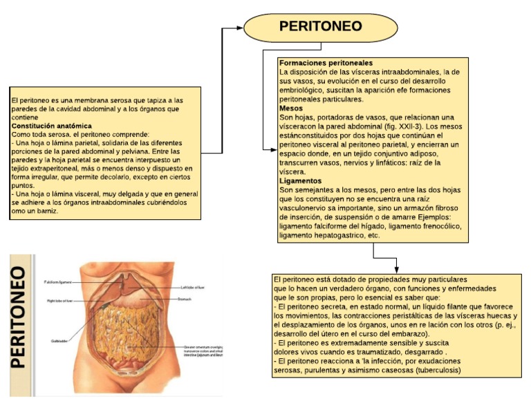 Anatomía y funciones del peritoneo | PDF | Peritoneo | Abdomen