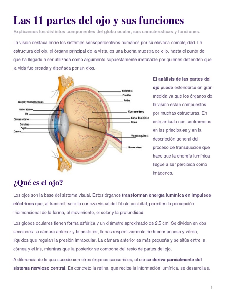 11 Partes Del Ojo y Sus Funciones | PDF | Ojo humano | Percepción visual